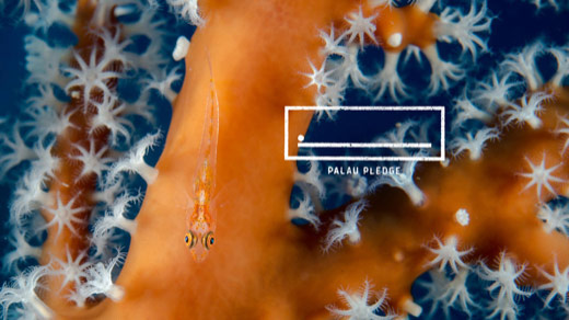 Palau Pledge